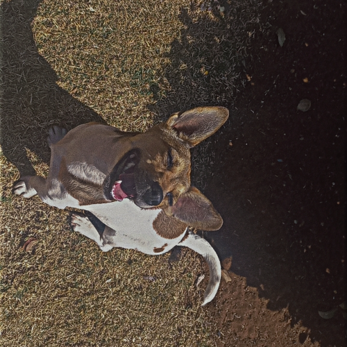 Flopsi | StarPet South Africa 434438