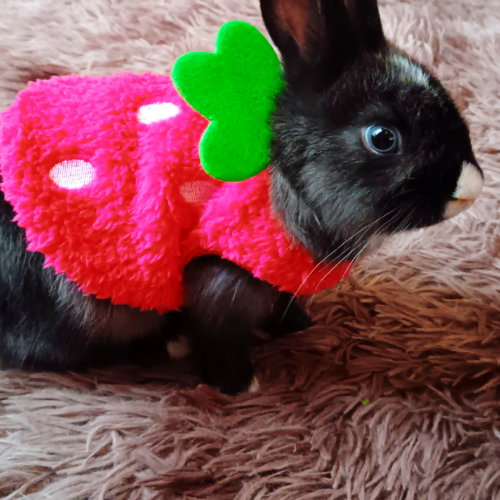 Maximillian | StarPet South Africa 790260