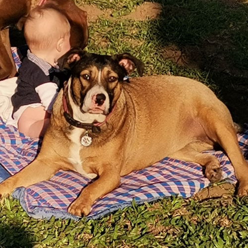 HUNTER | StarPet South Africa 402512