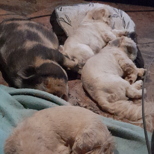 Mina Moo | StarPet South Africa 379848